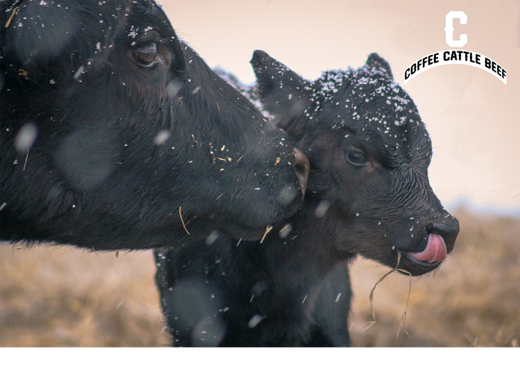 Home – Coffee Cattle Beef