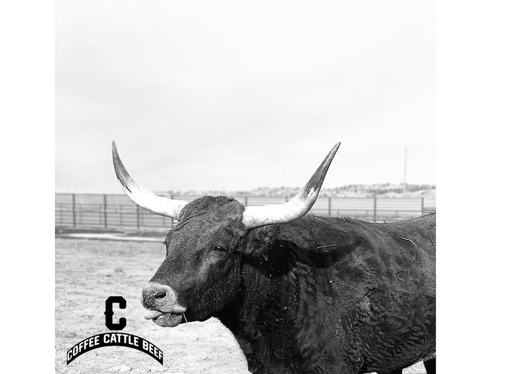 Home – Coffee Cattle Beef